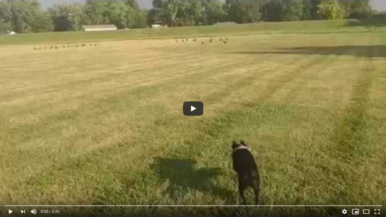 My dog Princess chasing some Canada Geese